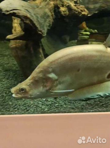 Золотой индийский нож