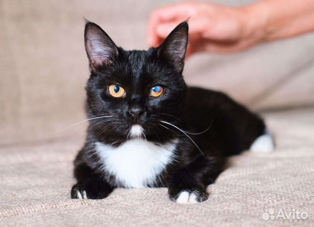 Юная кошечка в добрые руки. Привезу