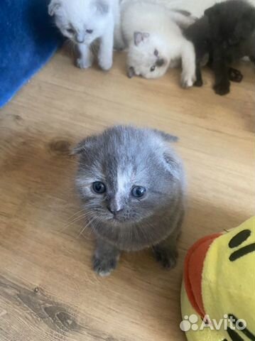 Шотландская кошка