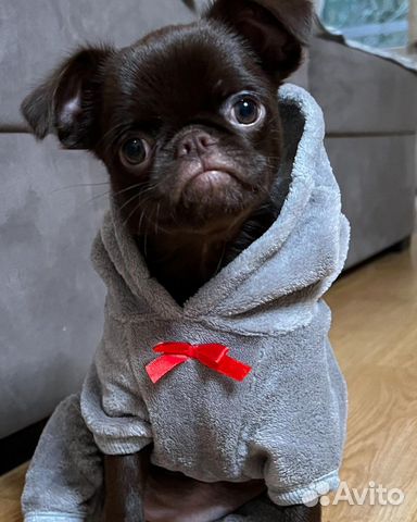 Девочка брабансон шорький шоколад