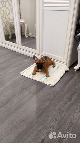 Французский бульдог щенки