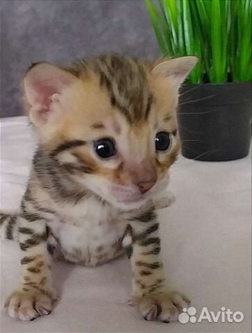 Бенгальские котята