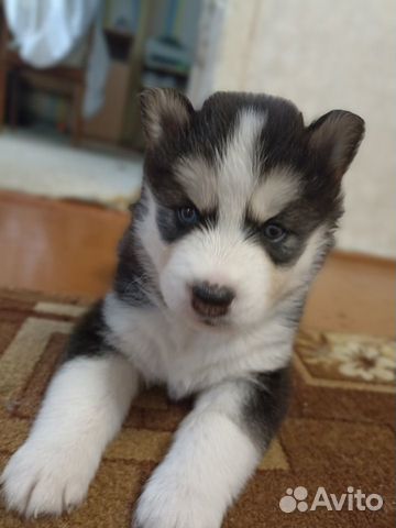 Щенки сибирской хаски