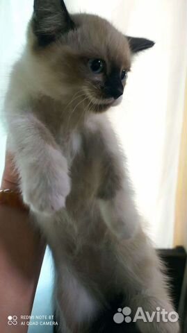 Котенок от кошки-крысоловки