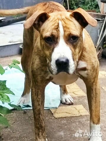 Стаффордширский терьер