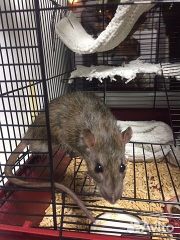 Крыса дамбо