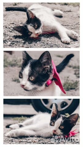 Котята бесплатно, кошка, котенок, кошечка, кот