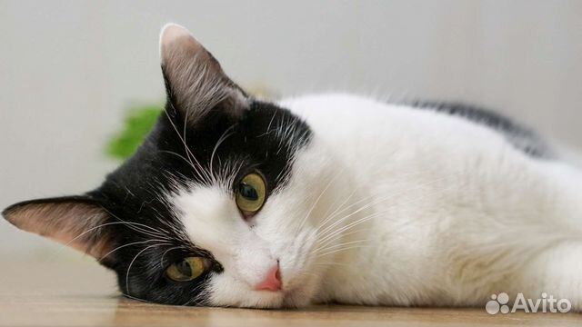 Кошка Масяня в добрые руки, ищет дом, ждёт семью