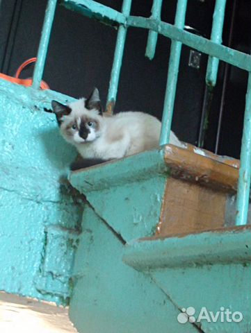 Кошки в хорошие руки