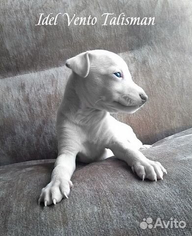 Щенки левретки, мальчики