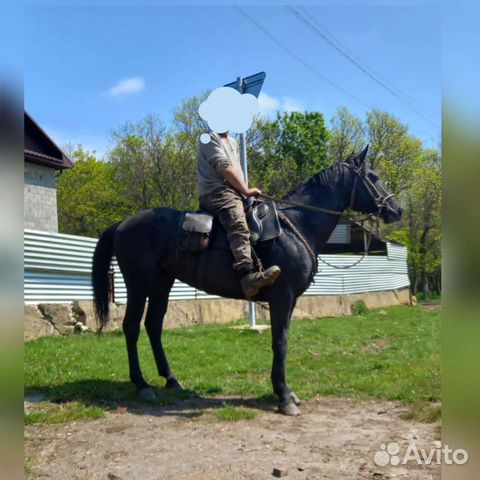 Жеребец. 6 лет