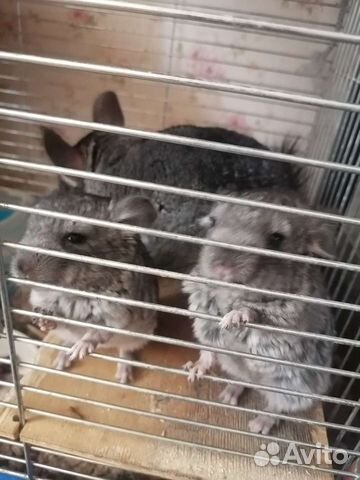 Детеныши шиншиллы