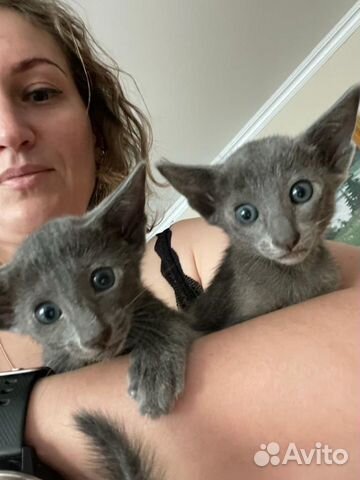 Ориентальный кот