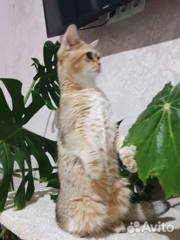 Шикарный шотландский золотой котёнок