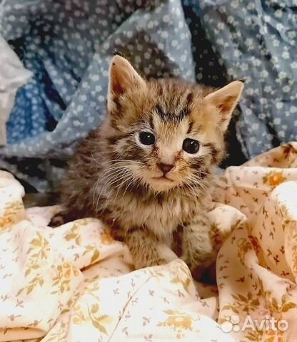 Котенок-девочка,1 мес