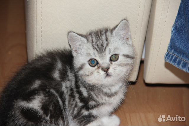 Плюшевая кошечка редкая красавица Бьонсе