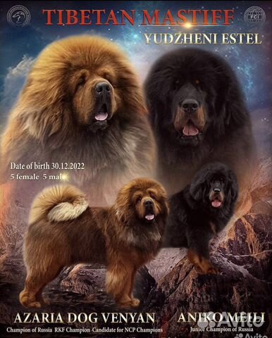 Тибетский Мастиф щенки
