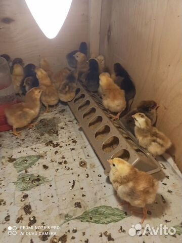 Цыплята суточные кучинской юбилейной