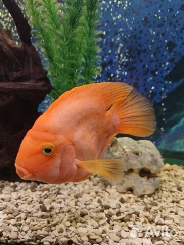 Рыбка попугай самец