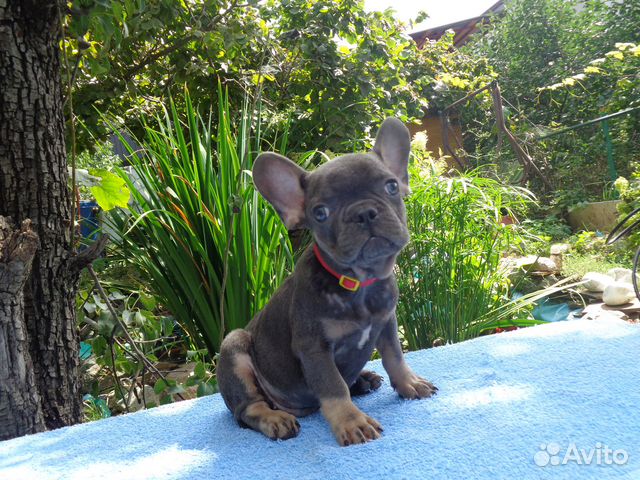 Мини французик