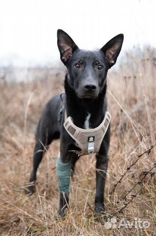 Щенок в добрые руки