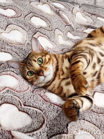 Бенгальская кошка