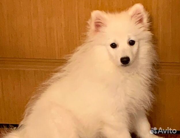 Японский шпиц щенок девочка