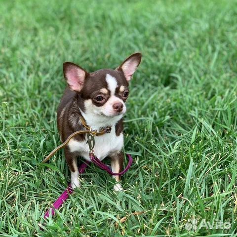 Чихуахуа девочка