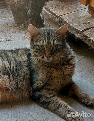 Молодой котик в добрые руки