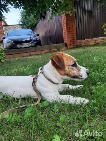 Джек Рассел терьер