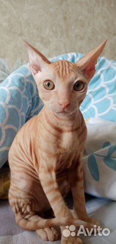 Котенок сфинкс 4 месяца