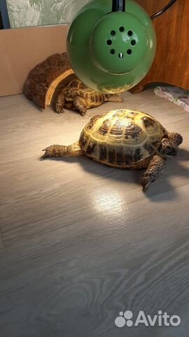 Черепаха