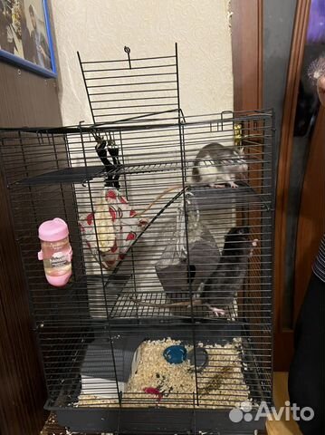 Продаю двух крыс