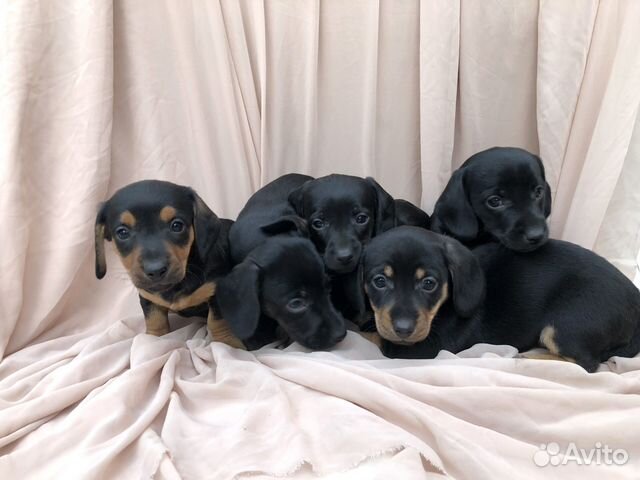 Щенки стандартной таксы