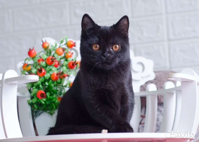 Британский котёнок