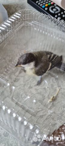 Птенец синицы