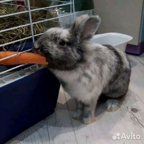 Декоративный кролик бесплатно