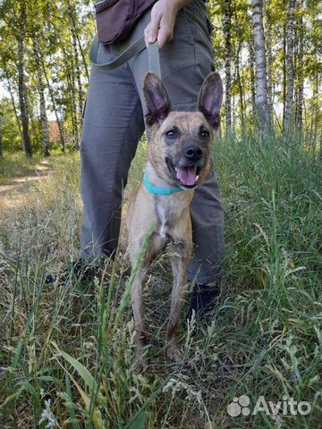 Маленькая тигровая собачка из приюта