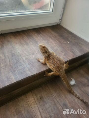 Бородатая агама с террариумом