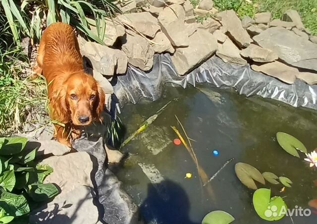 Спаниель вязка