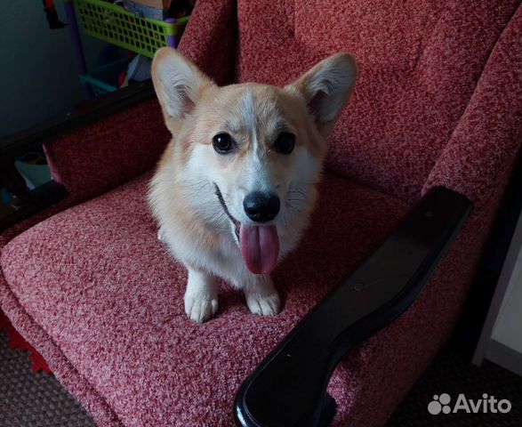 Вельш-корги пемброк девочка
