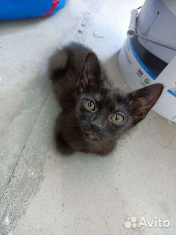 Кошка котенок