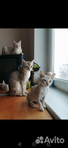 Аби-сингапурский котик