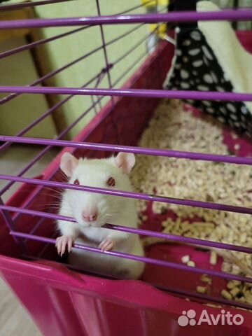 Декоративная крыса