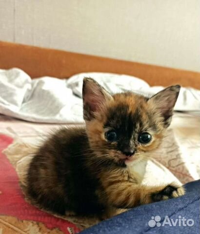 Кошка в дар