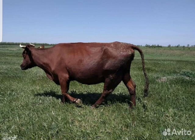 Корова продам