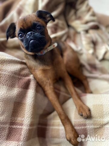 Пти брабансон щенок