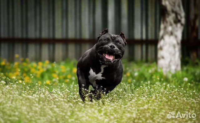 Кобель ам.булли