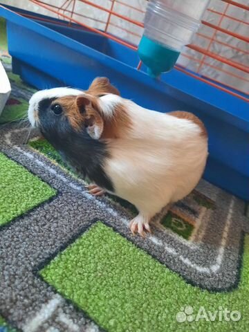 Морская свинка