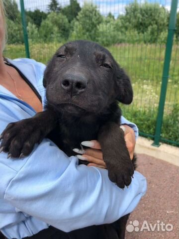 Черный щенок в добрые руки